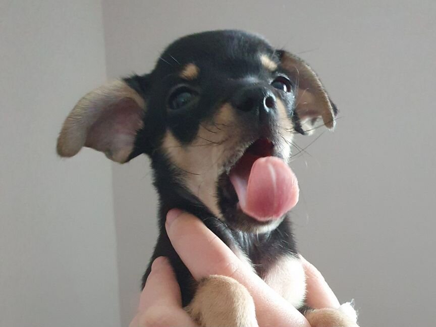 Щенки русского тоя