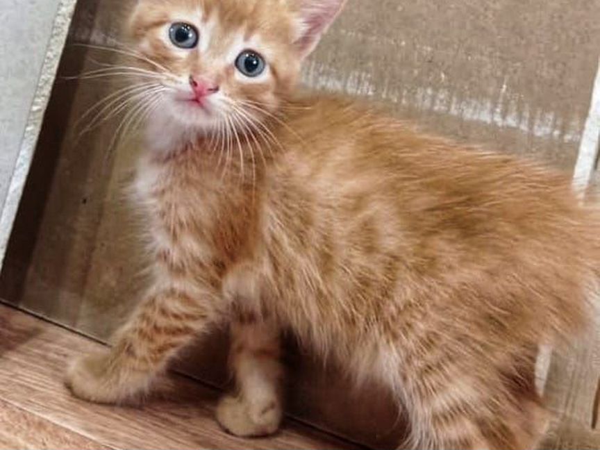 Красивые рыжие котята