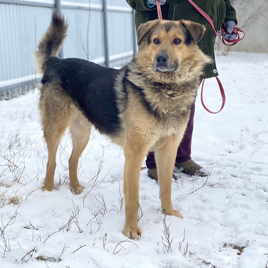 Мухтар в приюте