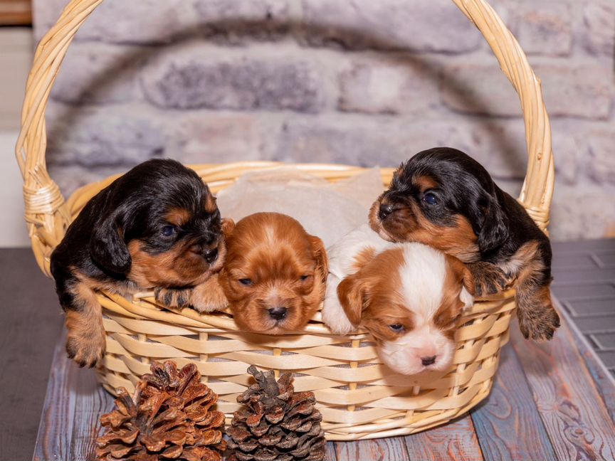 Кавалерчики