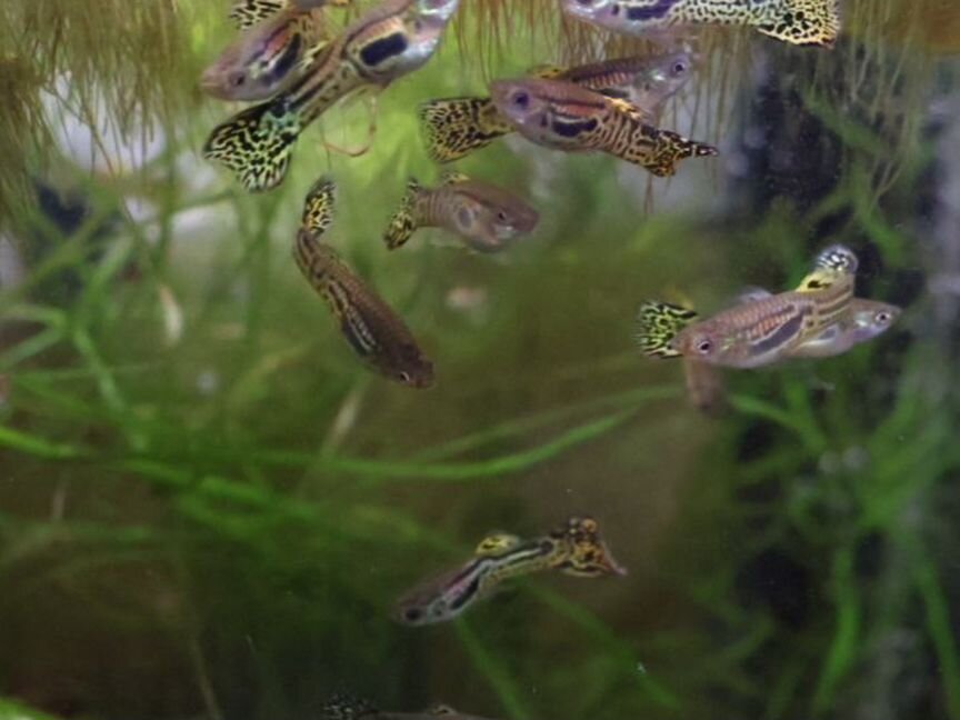 Аквариумные рыбки, тернеция