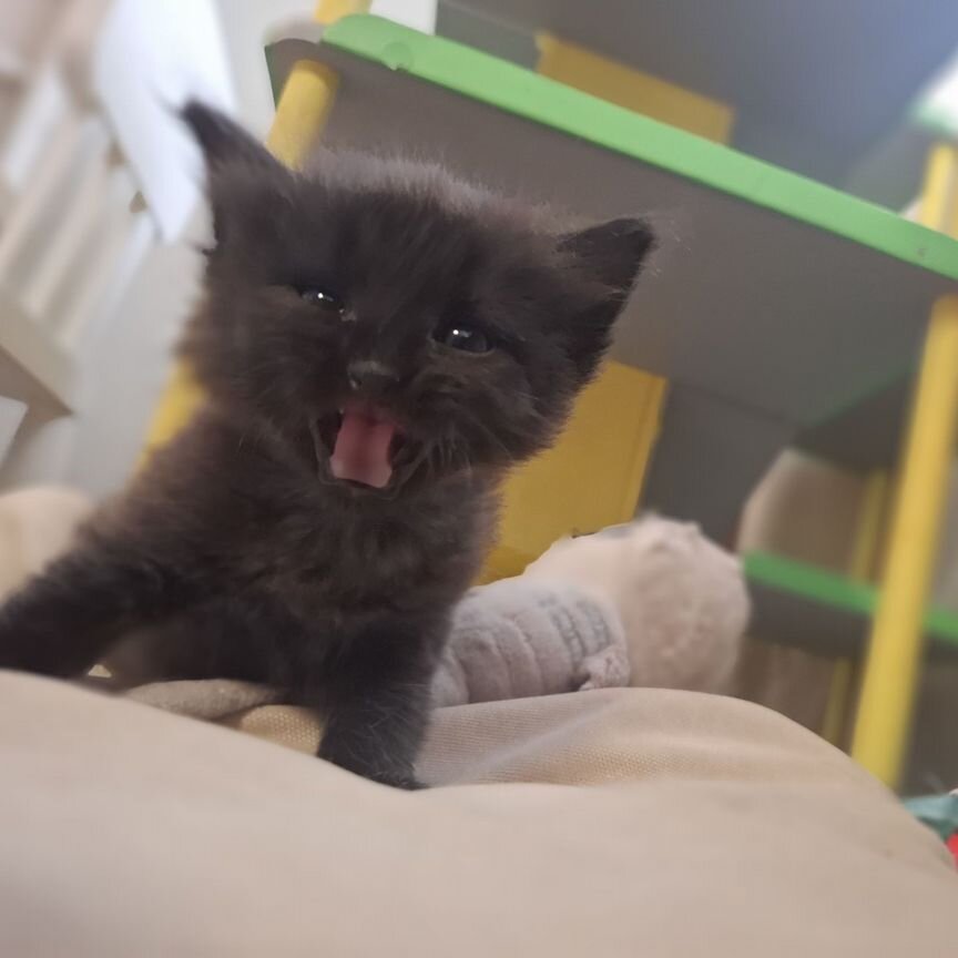 Котёнок в добрые руки