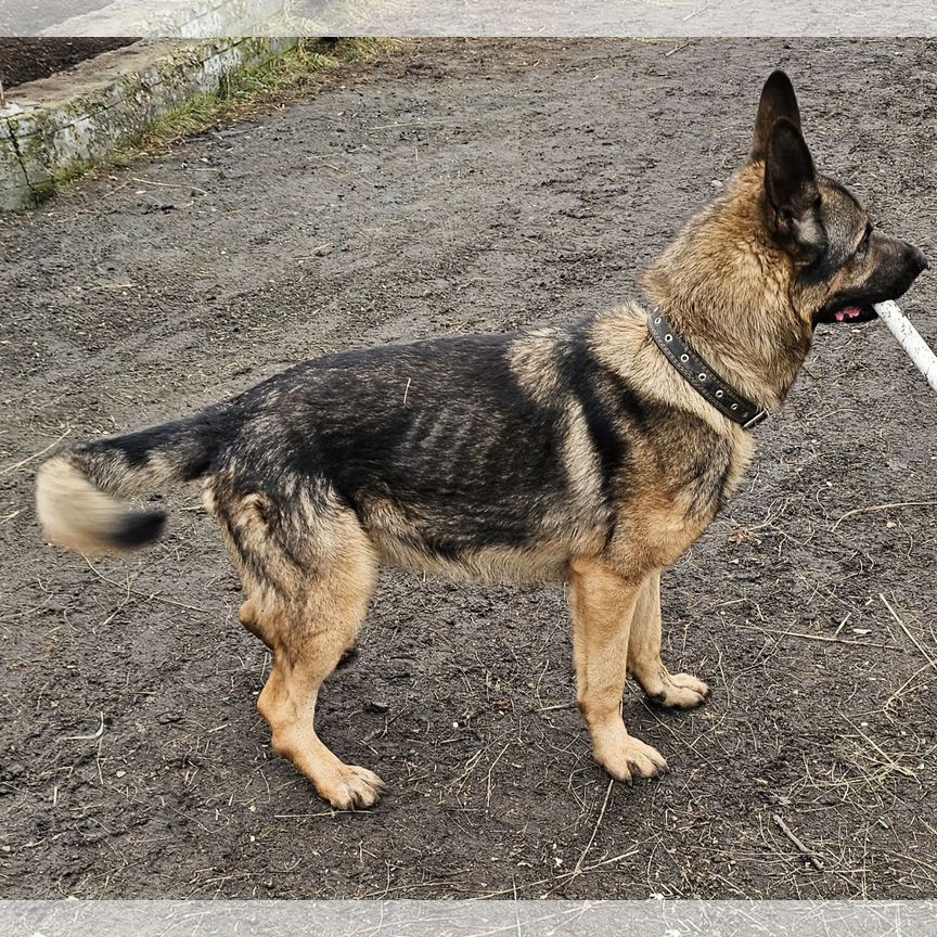 Немецкая овчарка, взрослый пёс