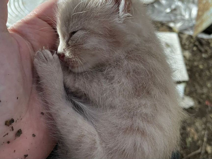 Котёнок в добрые руки