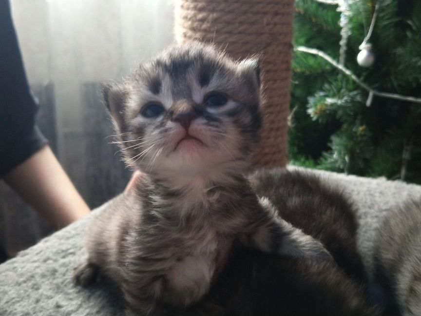 Кошки - дракошки