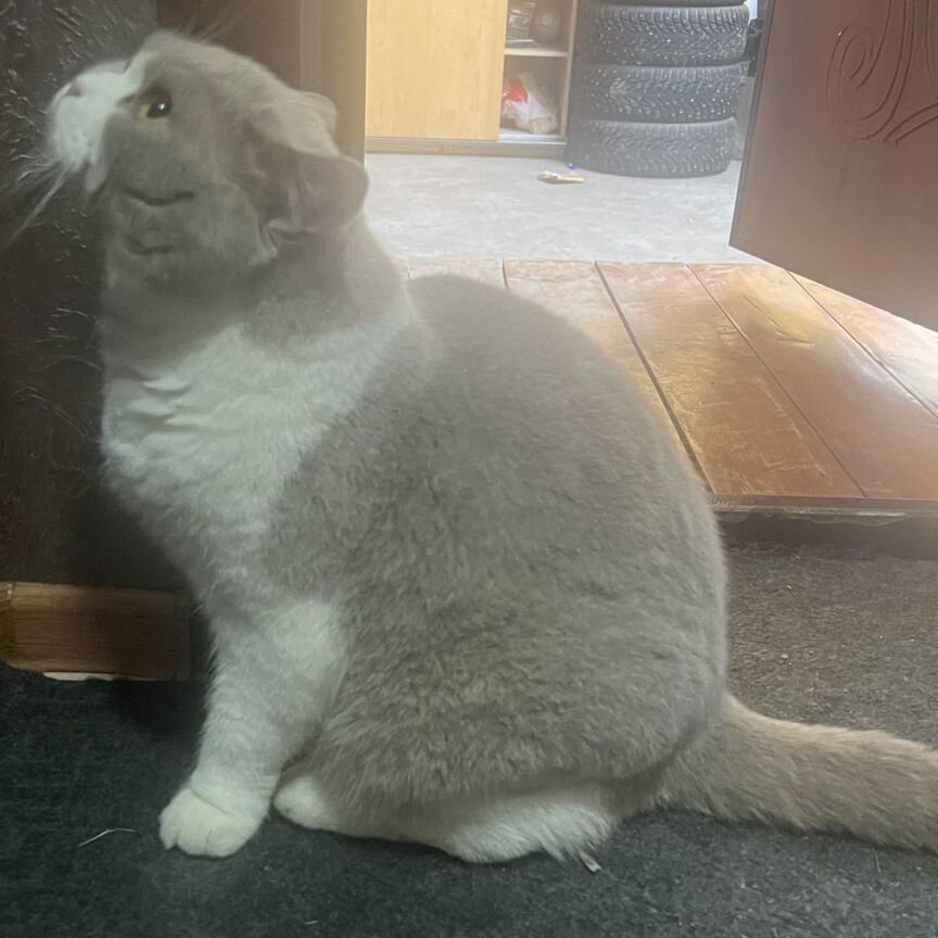 Отдам кота британца 5 лет