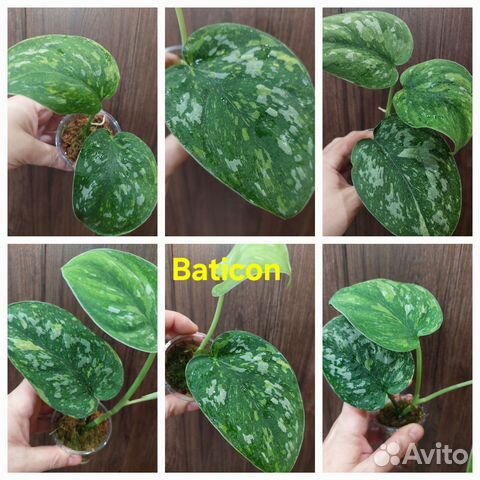 Сциндапсус Батикон /Baticon купить в Набережных Челнах | Товары для ...