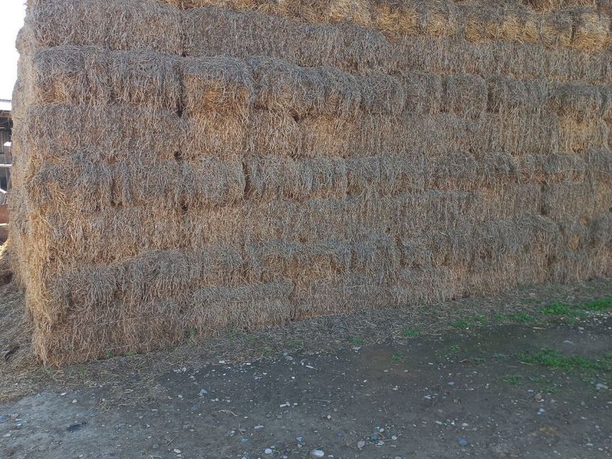 Сено в тюках гороха