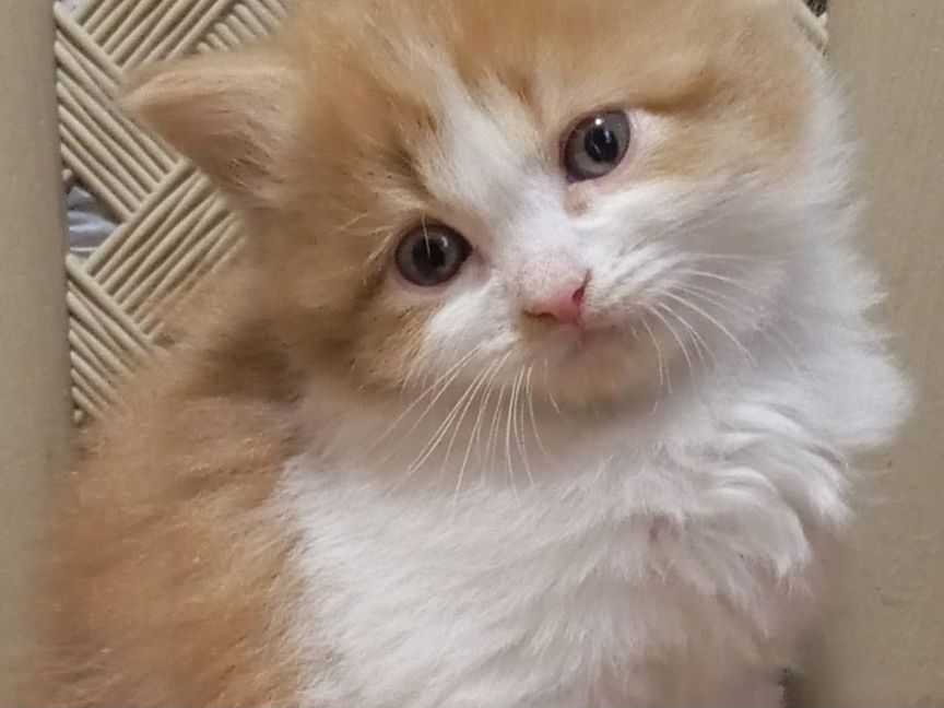 Котята в добрые руки бесплатно мальчики