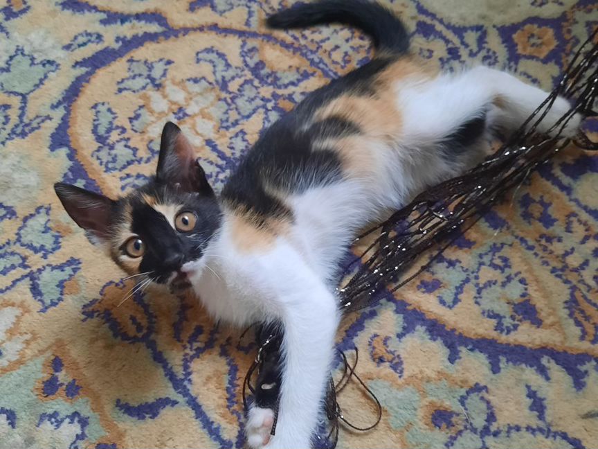 Отдам в добрые руки трёхцветную кошечку