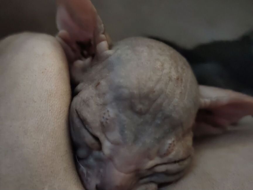 Лысые котята сфинкс
