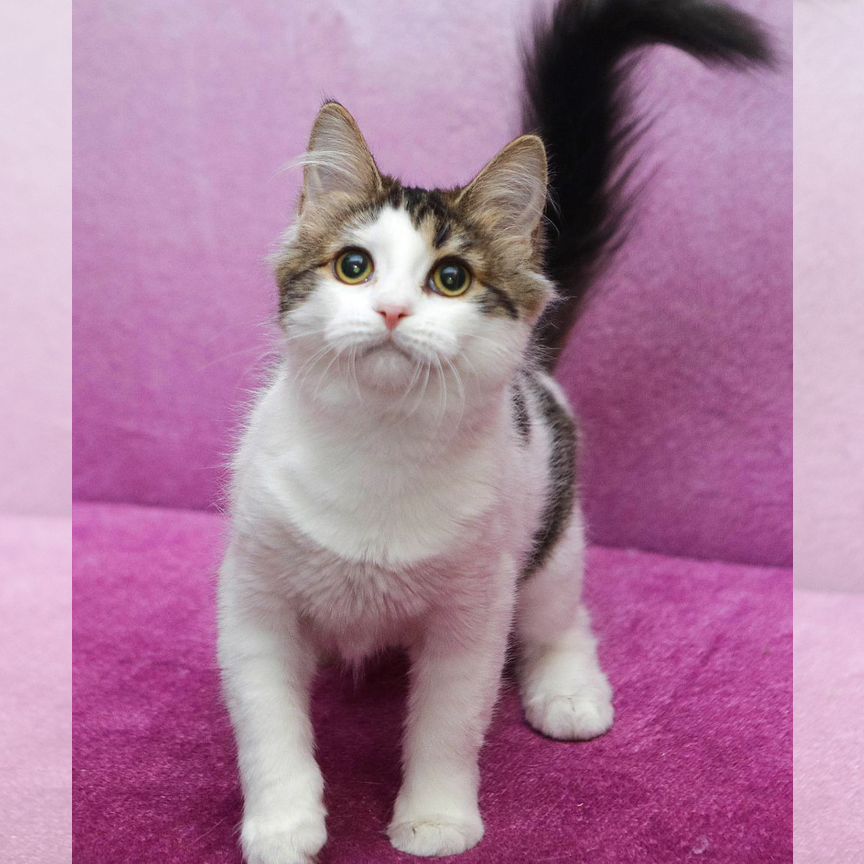 Котёнок в добрые руки