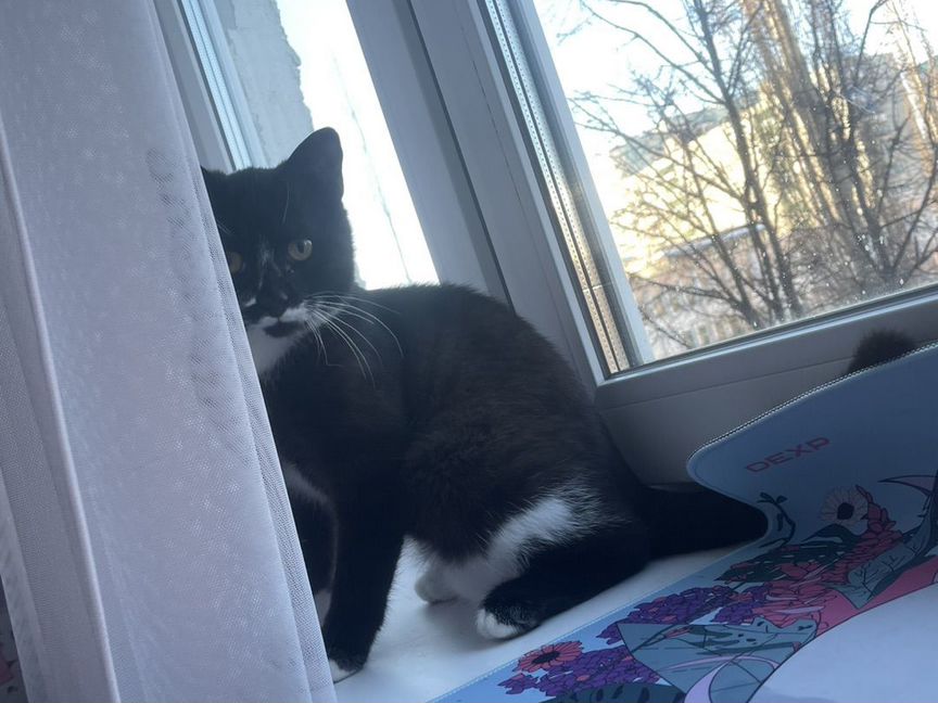 Черный кот(отдадим с лотком)