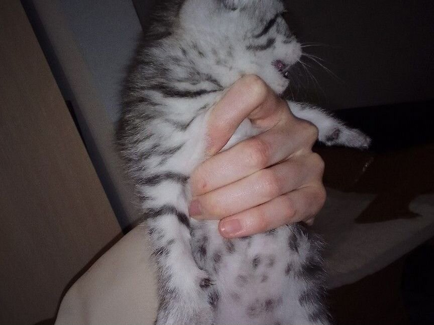 Отдам британского котёнка