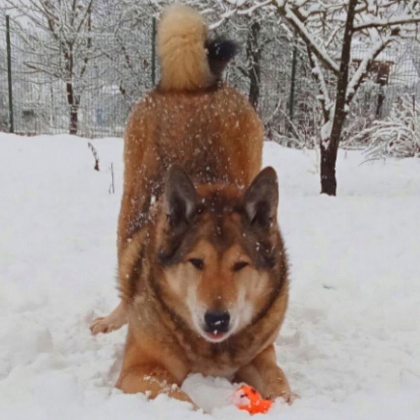 Собака из приюта в добрые руки
