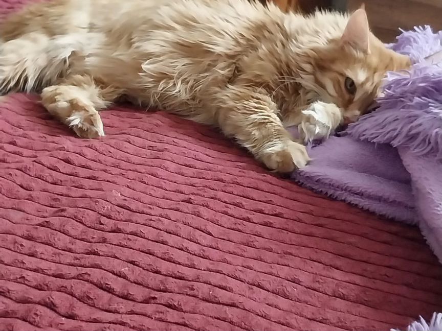 Рыжая красавица в добрые руки