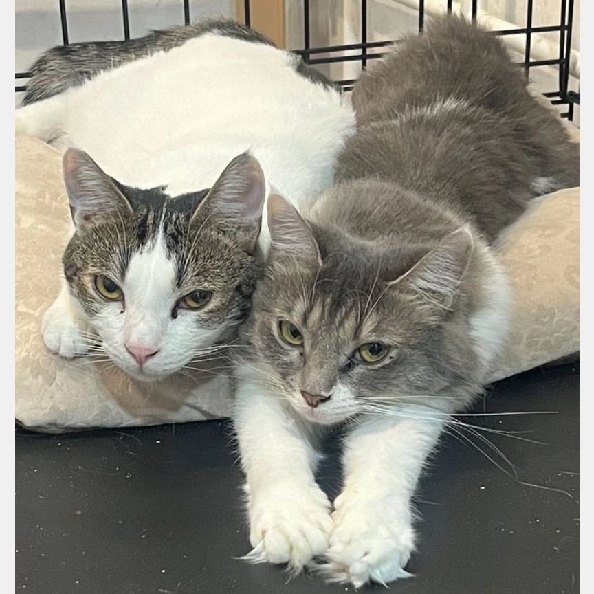 Егор и Симушка на счастье в дом