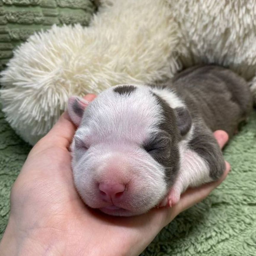 Американский стаффордширский терьер, щенок