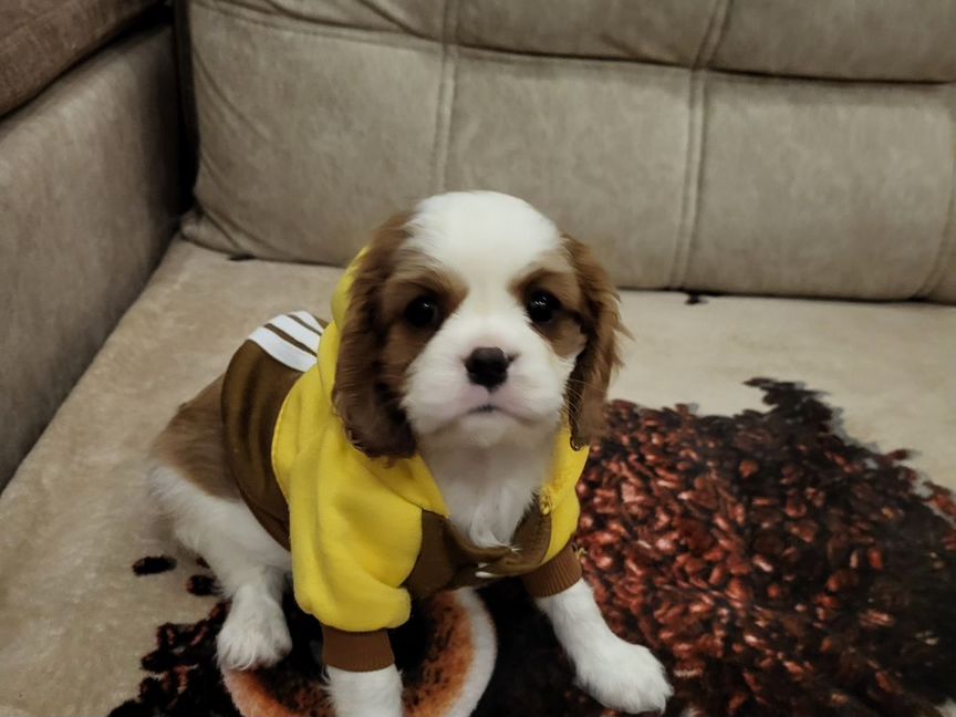 Кавалер кинг чарльз девочка