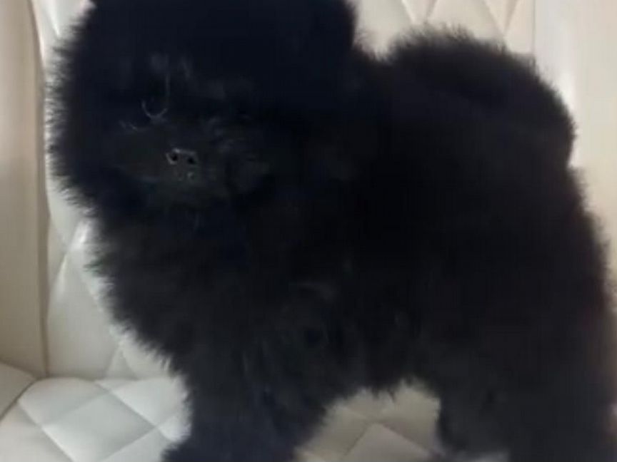 Померанский шпиц мишка барни