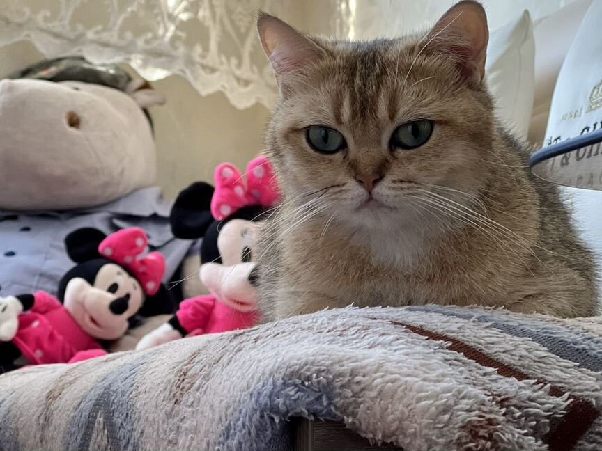 Кошка золотая шиншилла