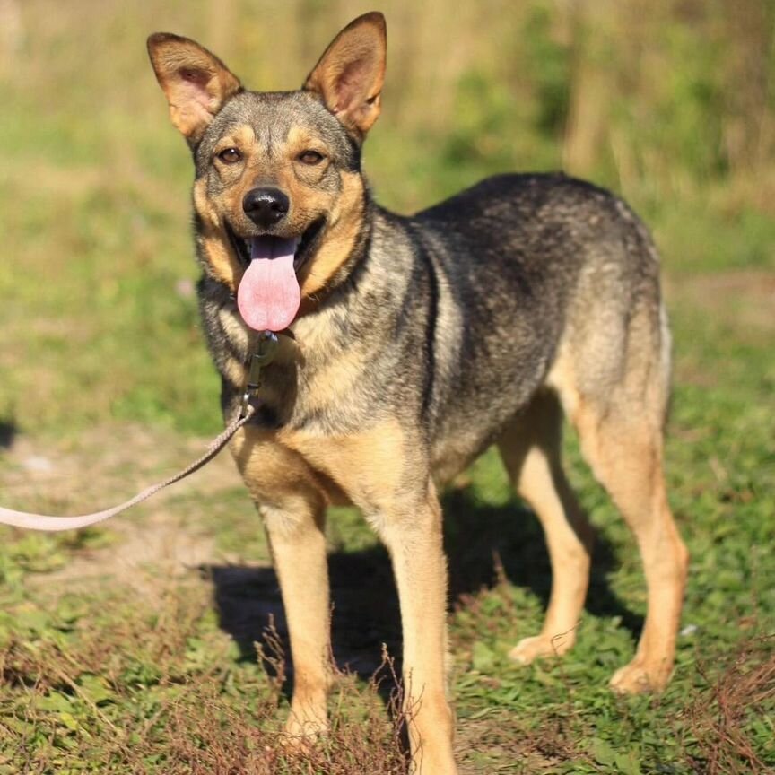 Шурик,2,5г. Веселый симпатяга ждет в приюте