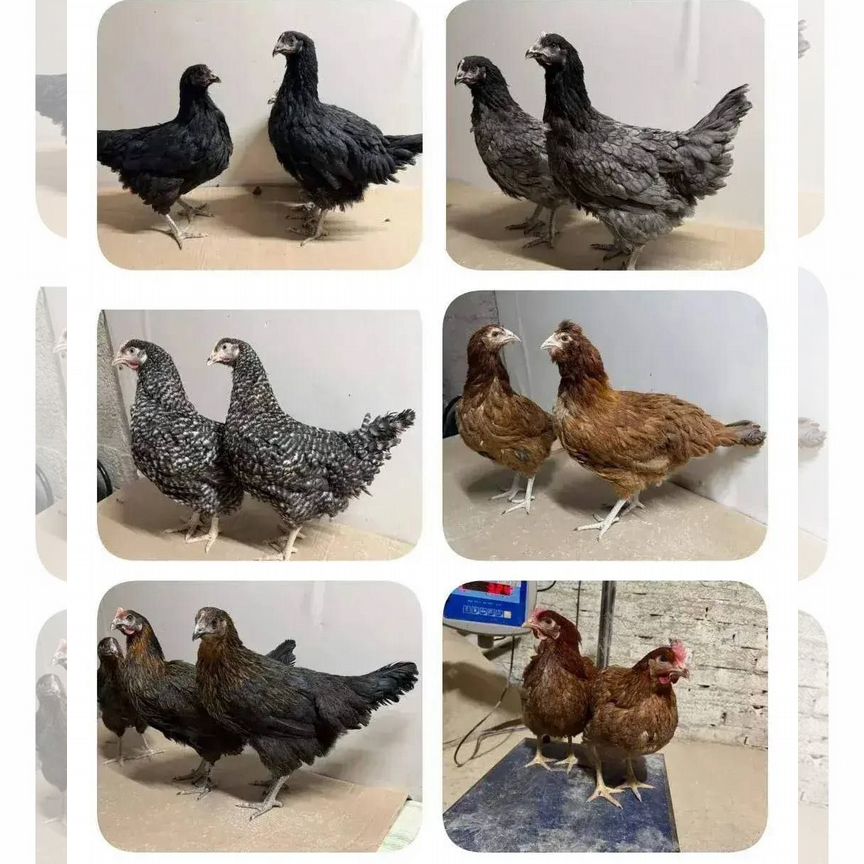 Куры несушки. Продажа