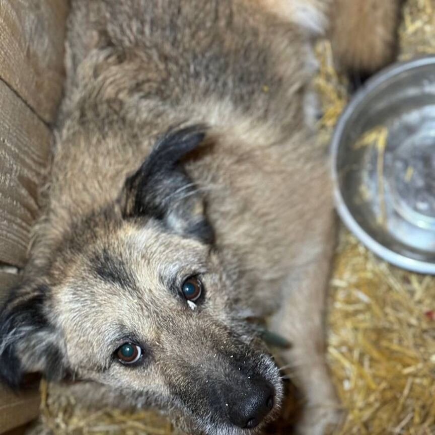 Найлет ли он дом всю жизнь в приюте