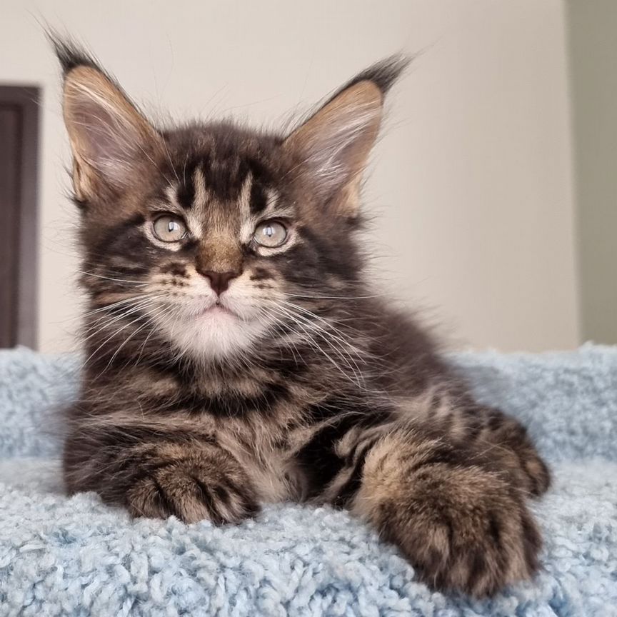 Дофамин - чудесный домовенок мейн-кун