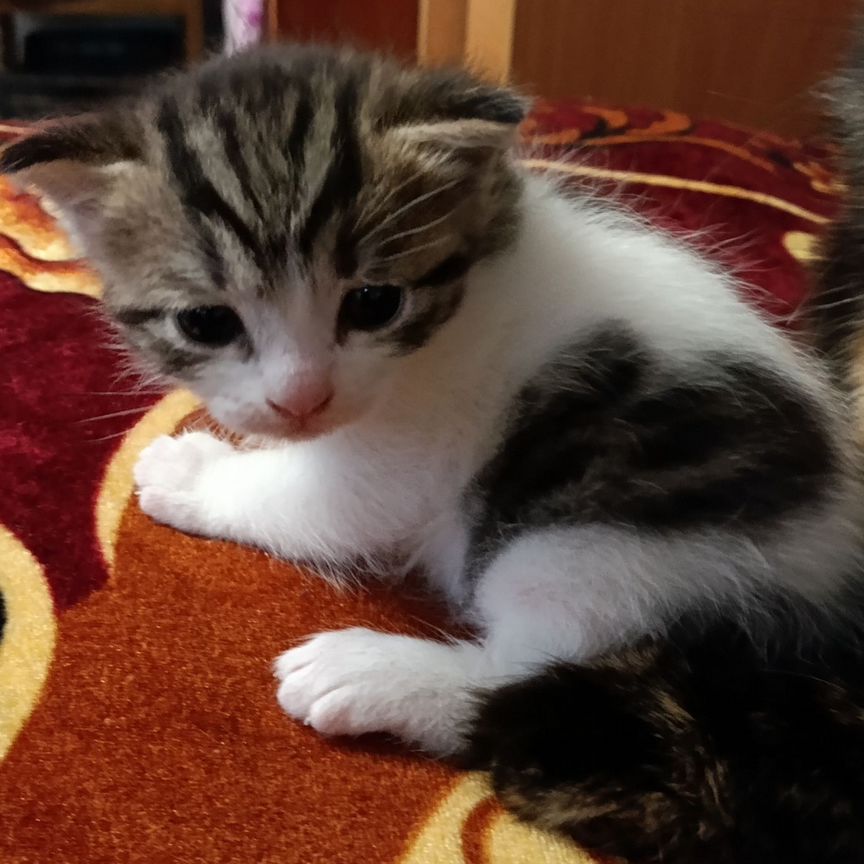 Британский короткошёрстный котёнок