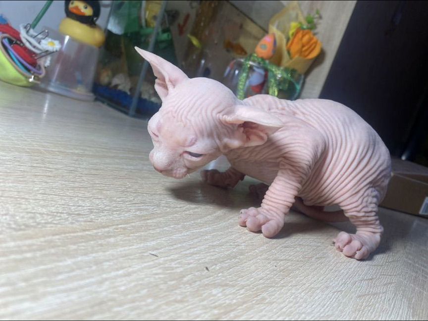 Канадский сфинкс котята