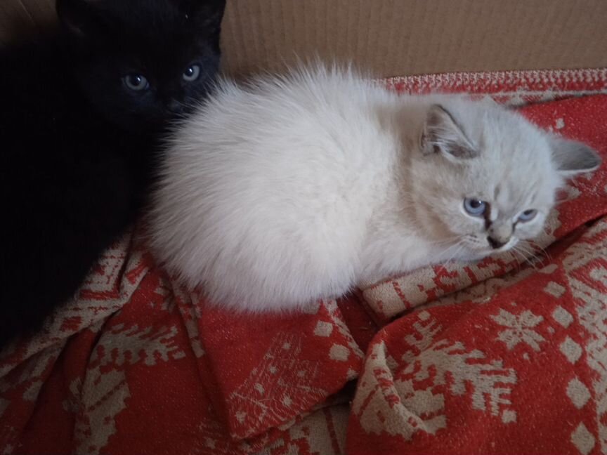 Кошки в добрые руки бесплатно