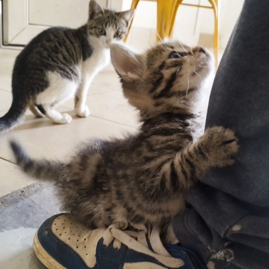 Котёнок от частного владельца