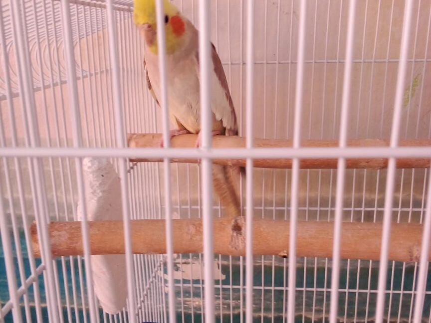 Попугай корелла с клеткой