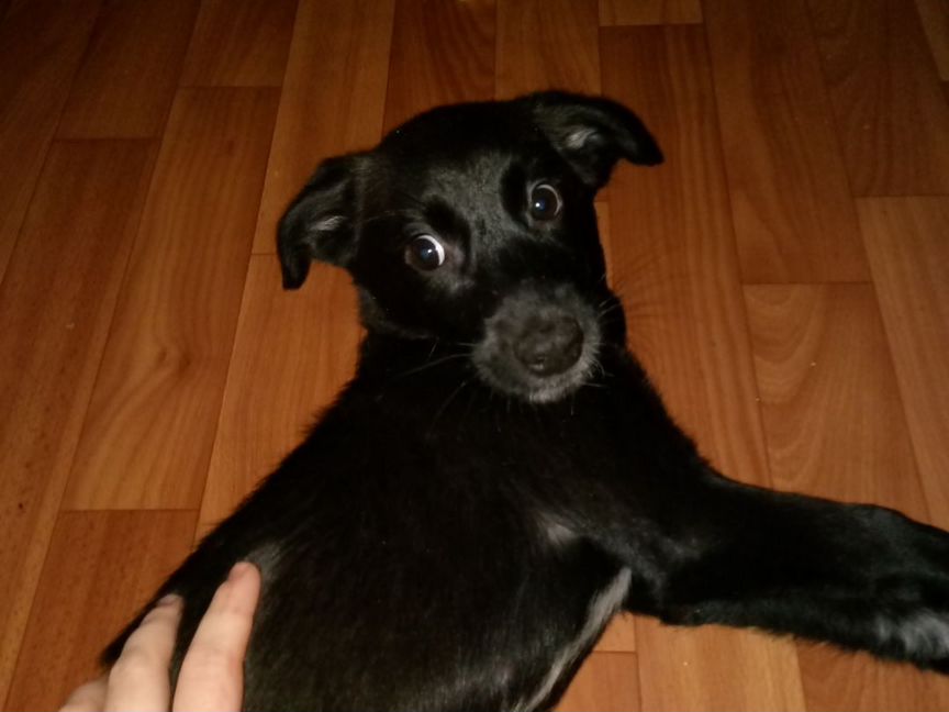 Собаки бесплатно