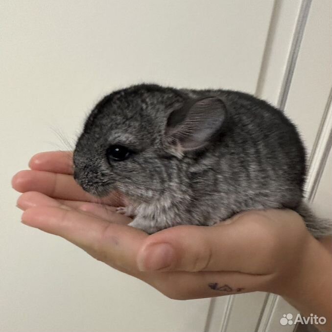 Шиншилленок