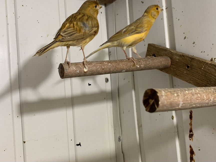 Кенара и канарейки