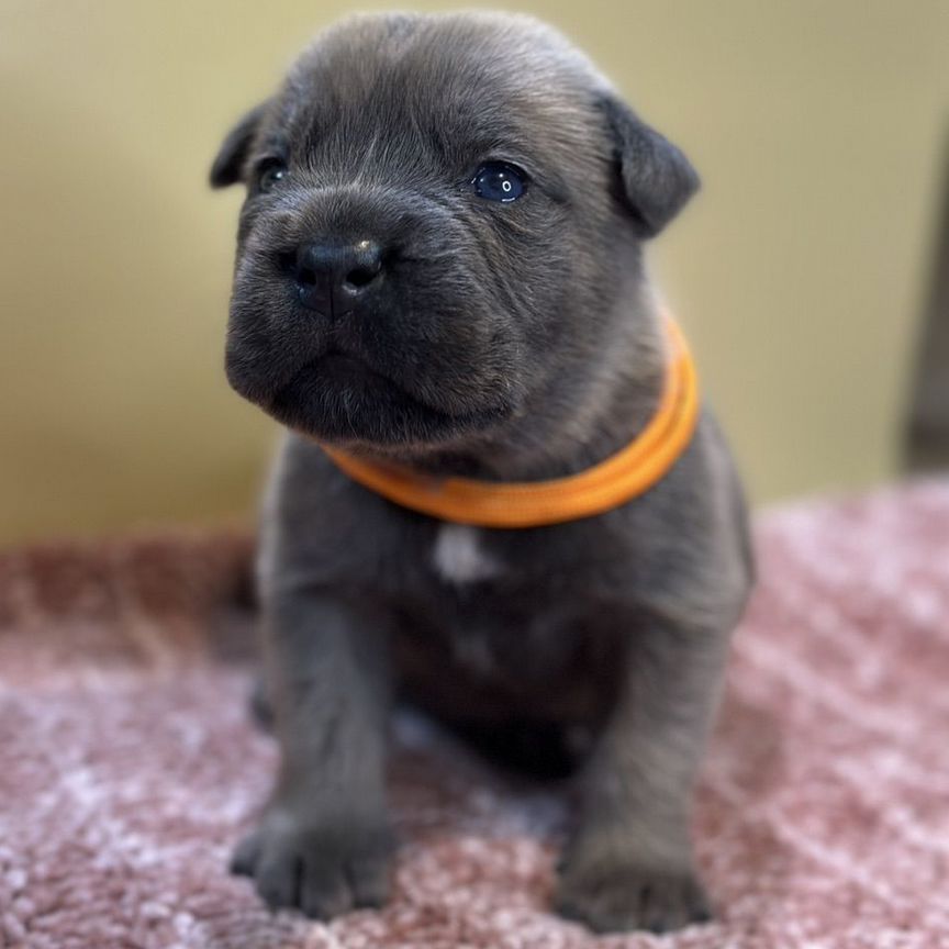 Кане-корсо, щенок