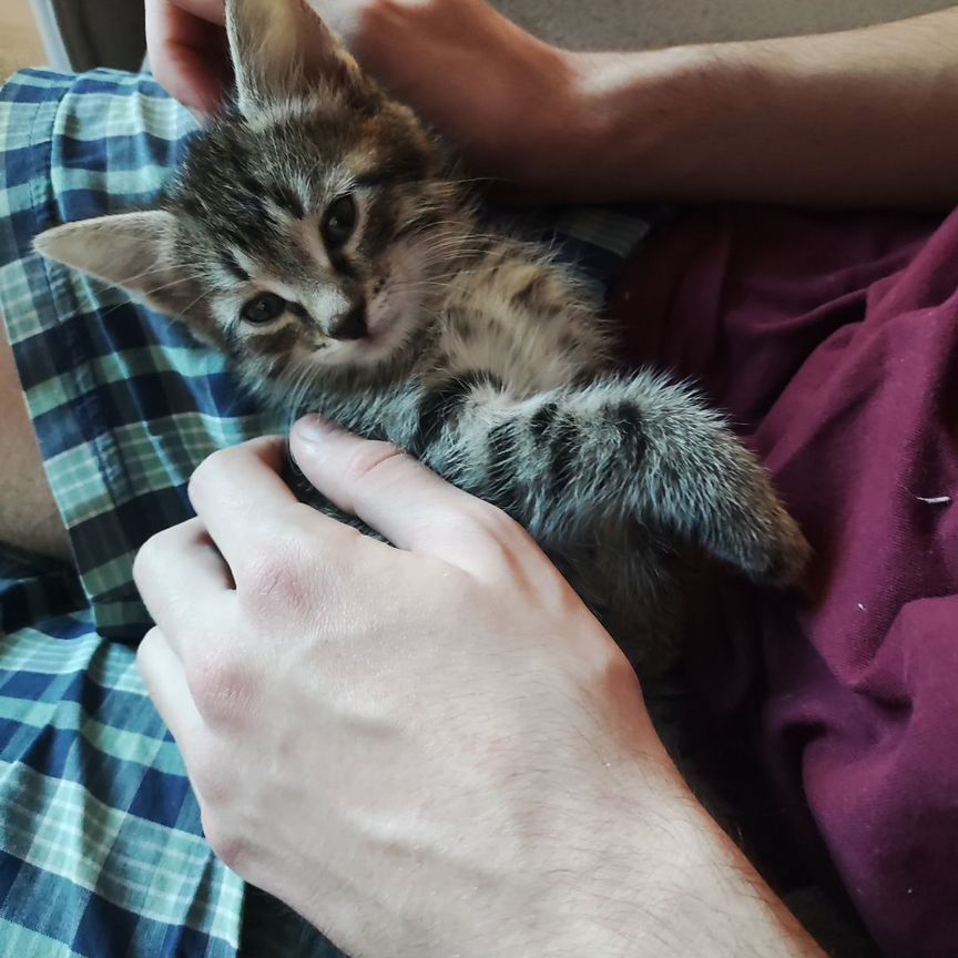 Котенок в семью