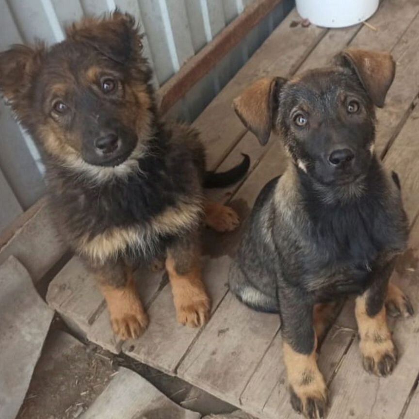 Щенки в добрые руки