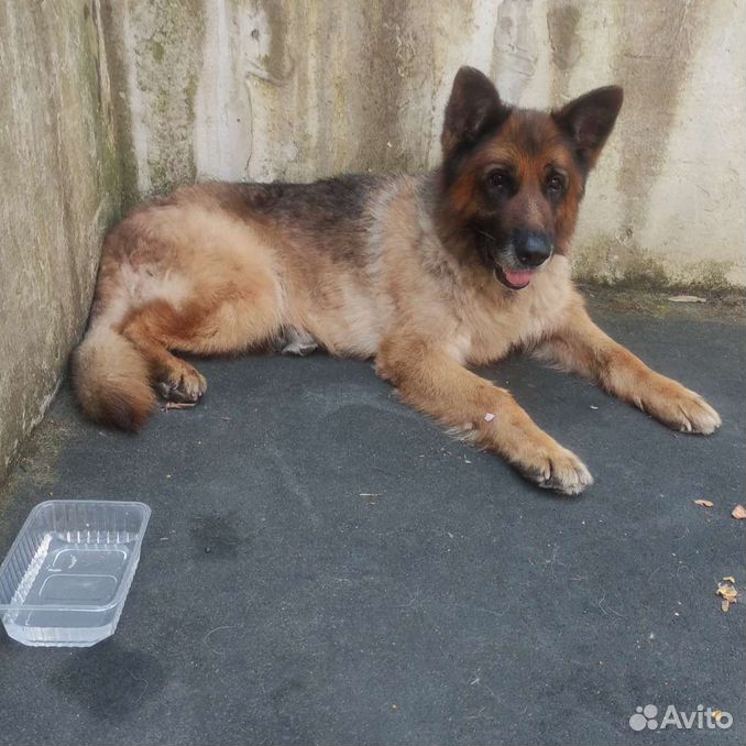 Собака немецкая овчарка мальчик