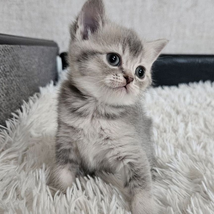 Шотландский прямоухий короткошёрстный котёнок