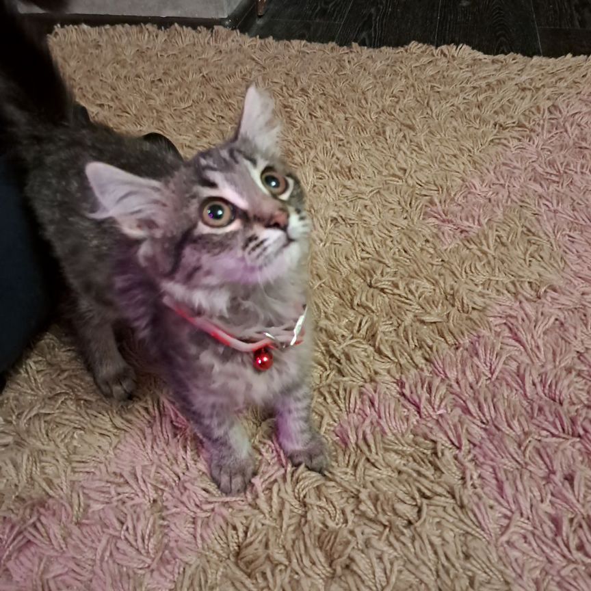 Кошка Мурка