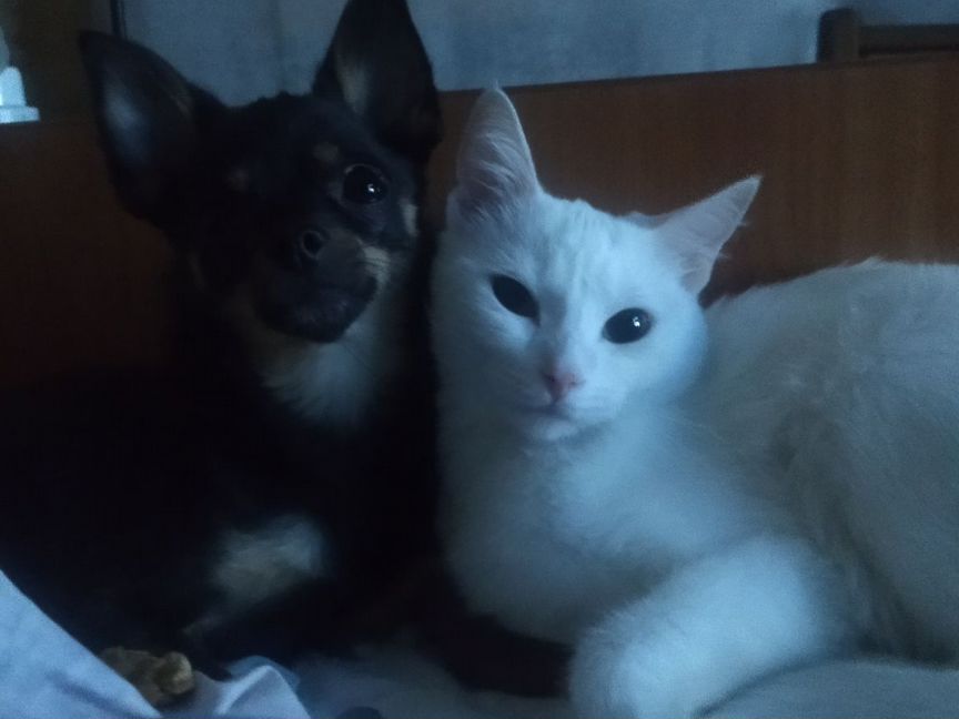 Ищем кавалера