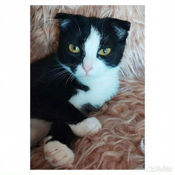 Котенок девочка вислоухая 4 месяца