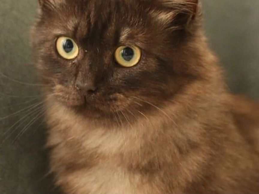 Котенок 7 месяцев Гермес