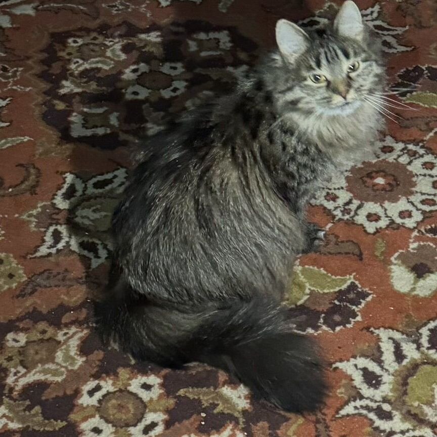 Сибирская, взрослая кошка