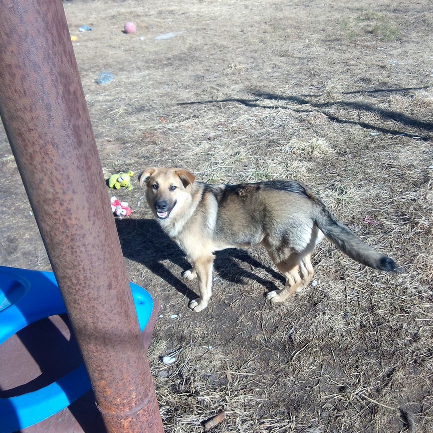 Отдам собаку в добрые руки