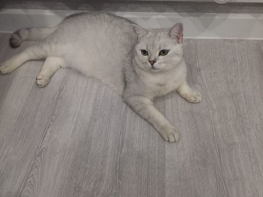 Британский котик