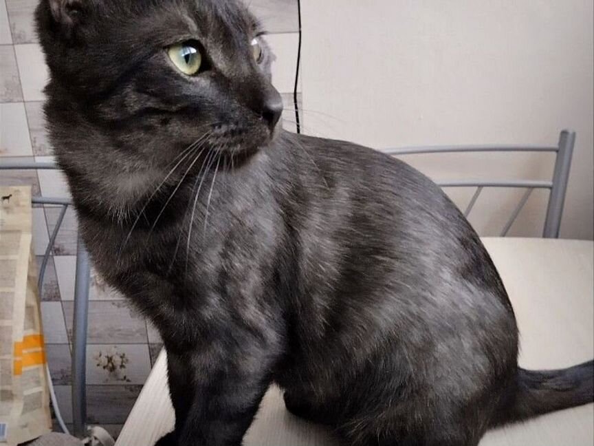 Невероятный коттк Шон